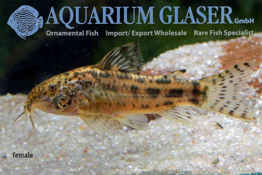 Aspidoras taurus - Aquarium Glaser GmbH