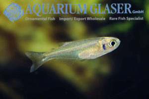 Tyttocharax cochui - Aquarium Glaser GmbH