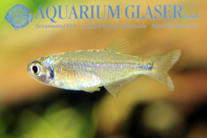 Tyttocharax cochui - Aquarium Glaser GmbH