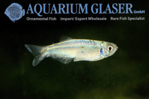 Tyttocharax cochui - Aquarium Glaser GmbH