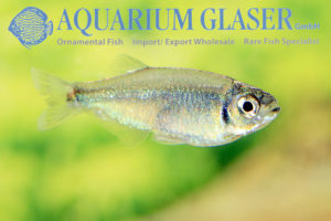 Tyttocharax cochui - Aquarium Glaser GmbH