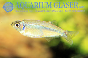 Tyttocharax cochui - Aquarium Glaser GmbH