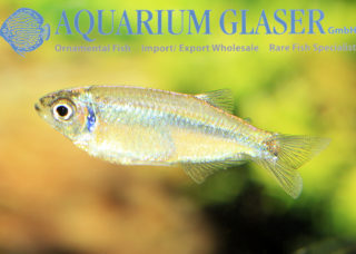Welcome to the website of Aquarium Glaser - Aquarium Glaser GmbH