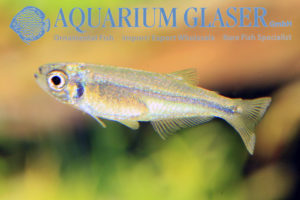 Tyttocharax cochui - Aquarium Glaser GmbH