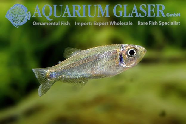 Tyttocharax cochui - Aquarium Glaser GmbH