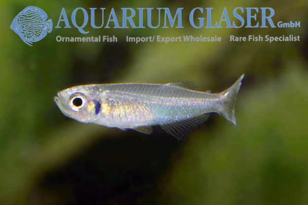 Tyttocharax cochui - Aquarium Glaser GmbH