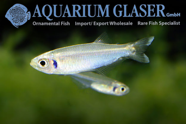 Tyttocharax cochui - Aquarium Glaser GmbH