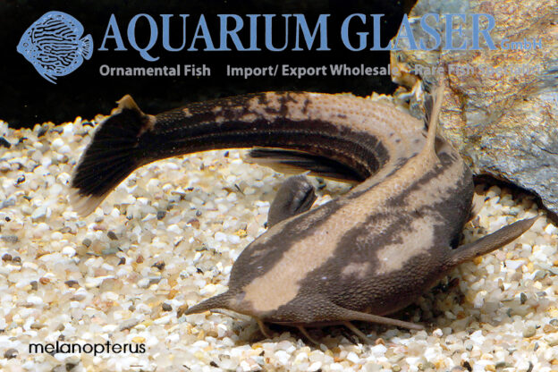 Xyliphius cf. lepturus and X. cf. melanurus - Aquarium Glaser GmbH