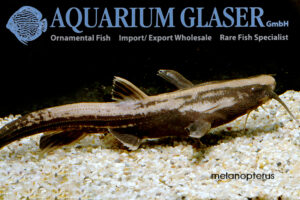 Xyliphius cf. lepturus and X. cf. melanurus - Aquarium Glaser GmbH