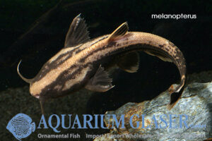 Xyliphius cf. lepturus and X. cf. melanurus - Aquarium Glaser GmbH