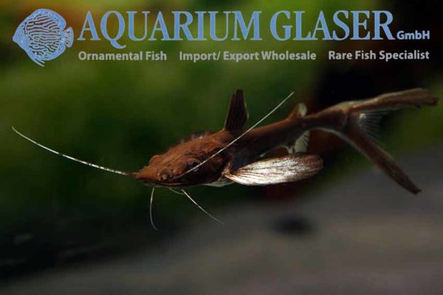 Sorubimichthys planiceps - Aquarium Glaser GmbH