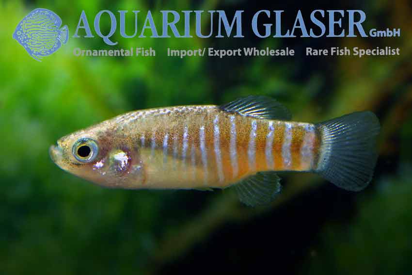 Aphanius farsicus - Aquarium Glaser GmbH