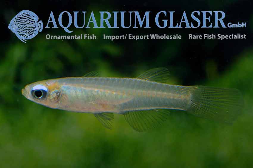 Finally: an import from Guinea! - Aquarium Glaser GmbH