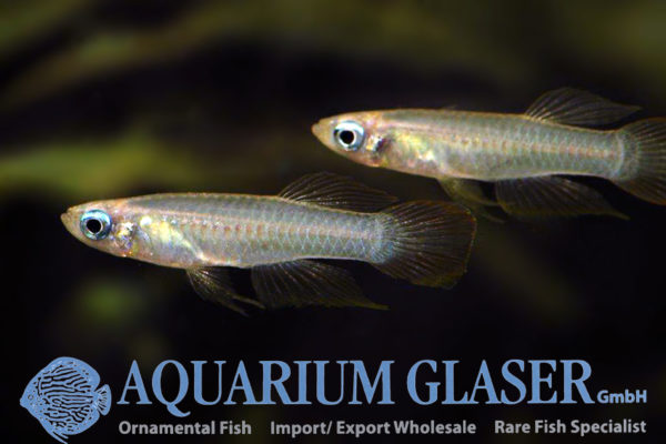 Aplocheilichthys normani - Aquarium Glaser GmbH