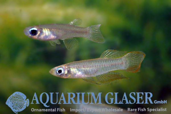Aplocheilichthys normani - Aquarium Glaser GmbH
