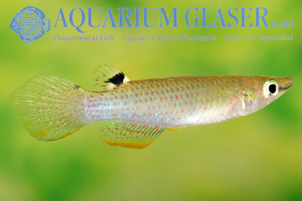 Aplocheilus armatus - Aquarium Glaser GmbH
