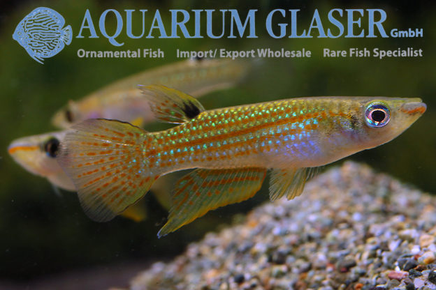Aplocheilus blockii - Aquarium Glaser GmbH
