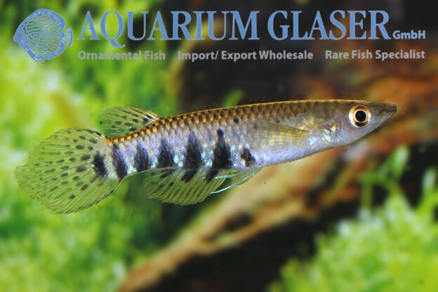 Aplocheilus dayi - Aquarium Glaser GmbH