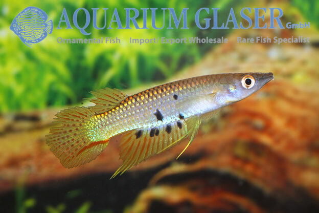 Aplocheilus dayi - Aquarium Glaser GmbH