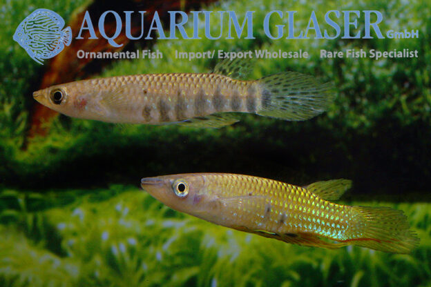 Aplocheilus dayi - Aquarium Glaser GmbH