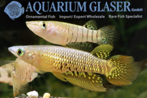 Aplocheilus lineatus RED - Aquarium Glaser GmbH
