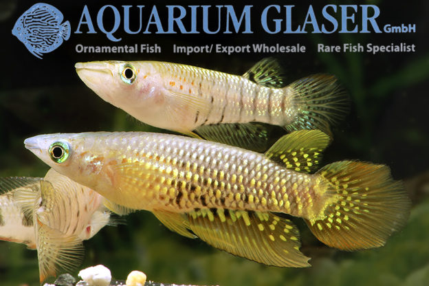 Aplocheilus lineatus RED - Aquarium Glaser GmbH