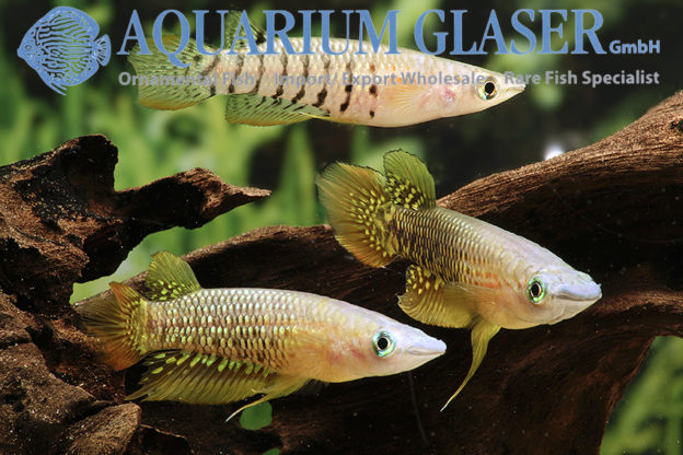 Striped Panchax - Aquarium Glaser GmbH