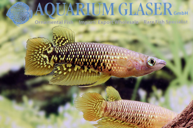 Aplocheilus lineatus RED - Aquarium Glaser GmbH