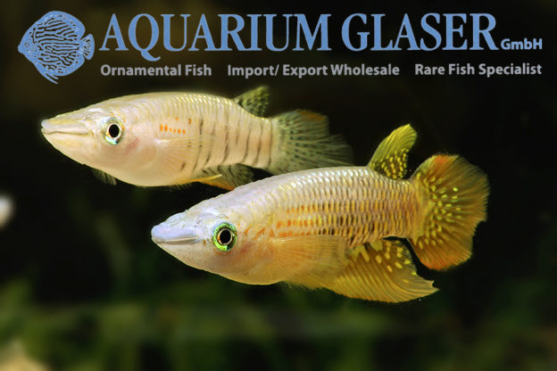Aplocheilus lineatus RED - Aquarium Glaser GmbH