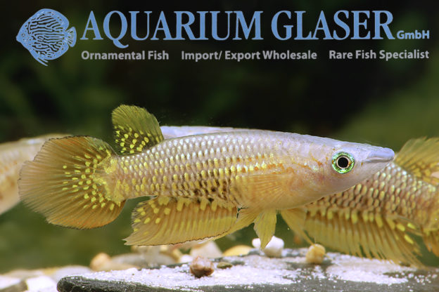 Aplocheilus lineatus RED - Aquarium Glaser GmbH