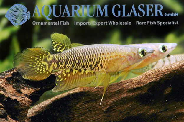 Aplocheilus lineatus RED - Aquarium Glaser GmbH