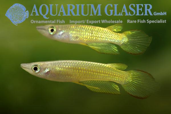 Aplocheilus lineatus "Gold" - Aquarium Glaser GmbH