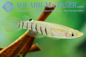 Aplocheilus lineatus Wild - Aquarium Glaser GmbH