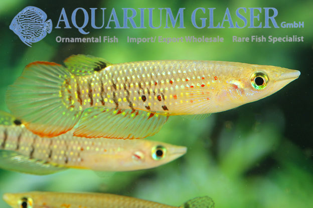 Aplocheilus lineatus Wild - Aquarium Glaser GmbH