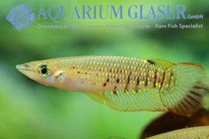 Aplocheilus lineatus Wild - Aquarium Glaser GmbH