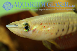 Aplocheilus lineatus Wild - Aquarium Glaser GmbH