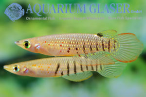 Aplocheilus lineatus Wild - Aquarium Glaser GmbH