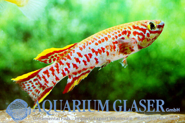Fundulopanchax gardneri nigerianus - Aquarium Glaser GmbH