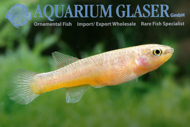 Fundulopanchax gardneri nigerianus - Aquarium Glaser GmbH