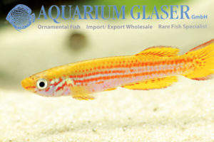 Aphyosemion punctatum - Aquarium Glaser GmbH