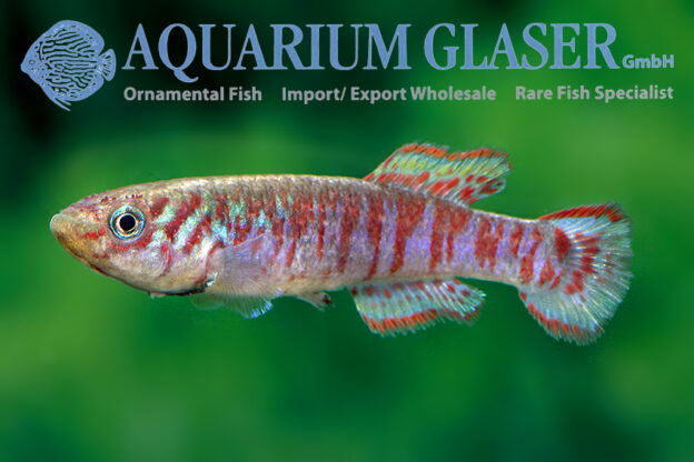 Fish Archive - Aquarium Glaser GmbH