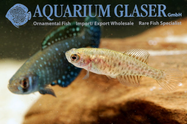 Austrolebias nigripinnis - Aquarium Glaser GmbH