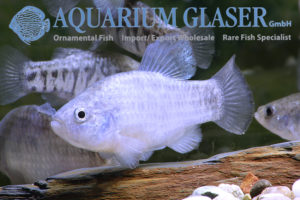 Cyprinodon variegatus - Aquarium Glaser GmbH