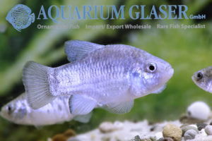 Cyprinodon variegatus - Aquarium Glaser GmbH