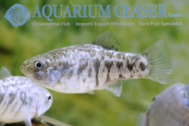 Cyprinodon variegatus - Aquarium Glaser GmbH