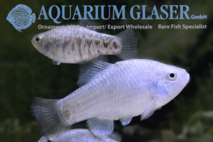 Cyprinodon variegatus - Aquarium Glaser GmbH