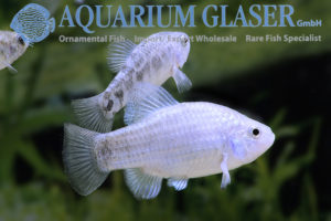Cyprinodon variegatus - Aquarium Glaser GmbH