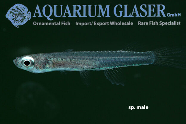 Fluviphylax rubens - Aquarium Glaser GmbH