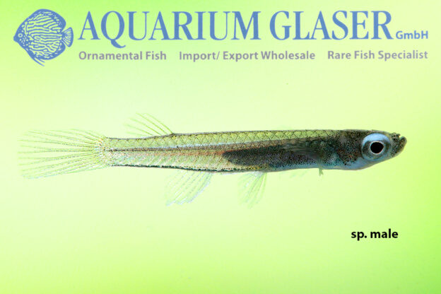 Fluviphylax rubens - Aquarium Glaser GmbH