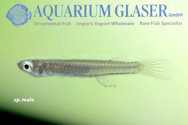 Fluviphylax rubens - Aquarium Glaser GmbH